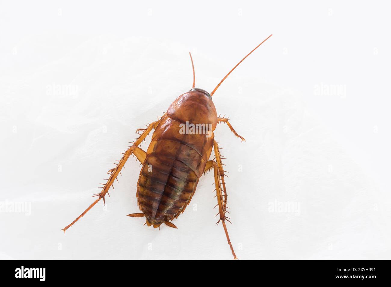 Close up dead cockroach isolated on white background Stock Photo - Alamy