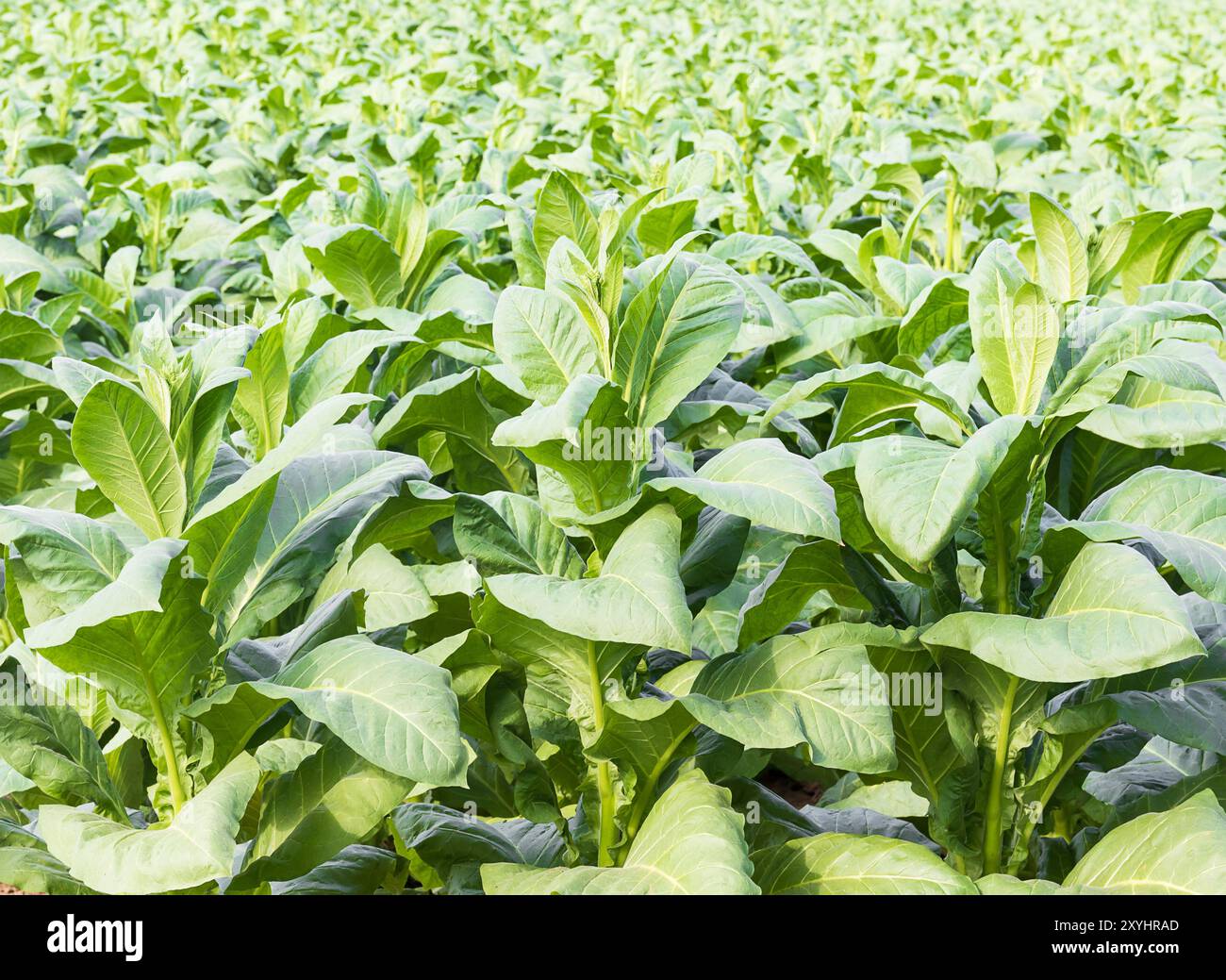 Close up Common tobacco, the Nicotiana tabacum is an annually-growing ...