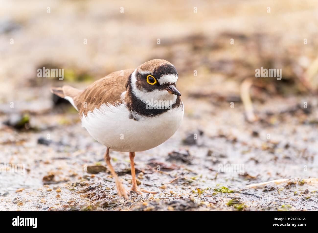 Little ringed plover in natural habitat. Portrait of Little ringed ...