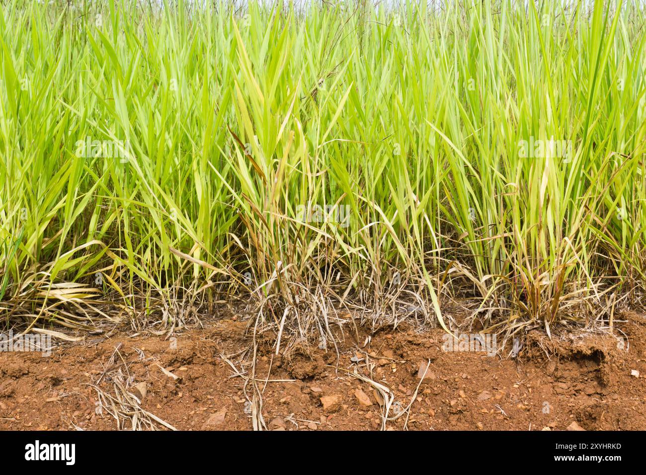 Side view grass with roots hi-res stock photography and images - Alamy
