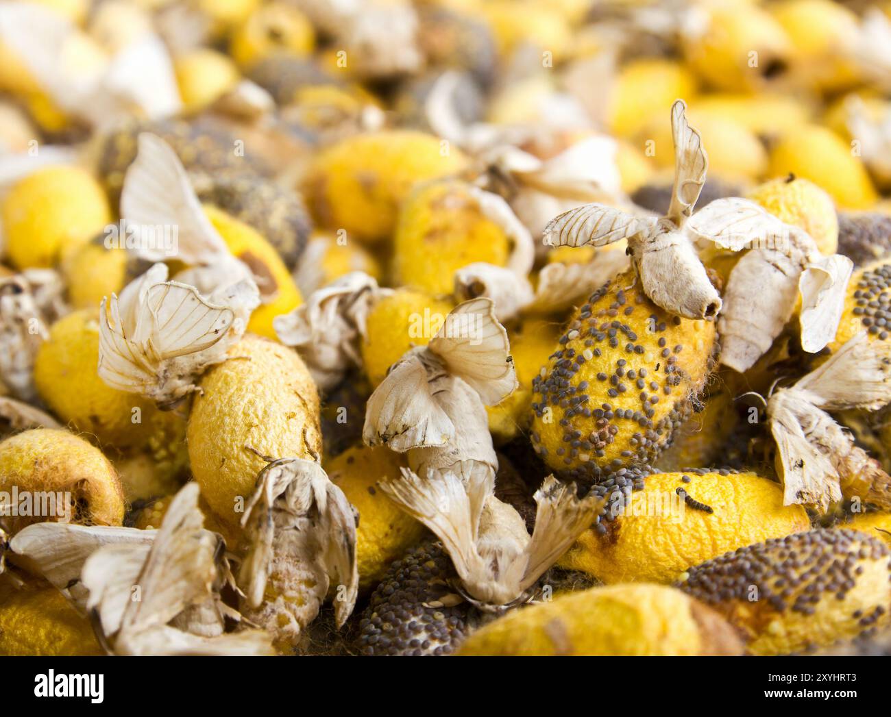 The silkworm eggs hi-res stock photography and images - Alamy