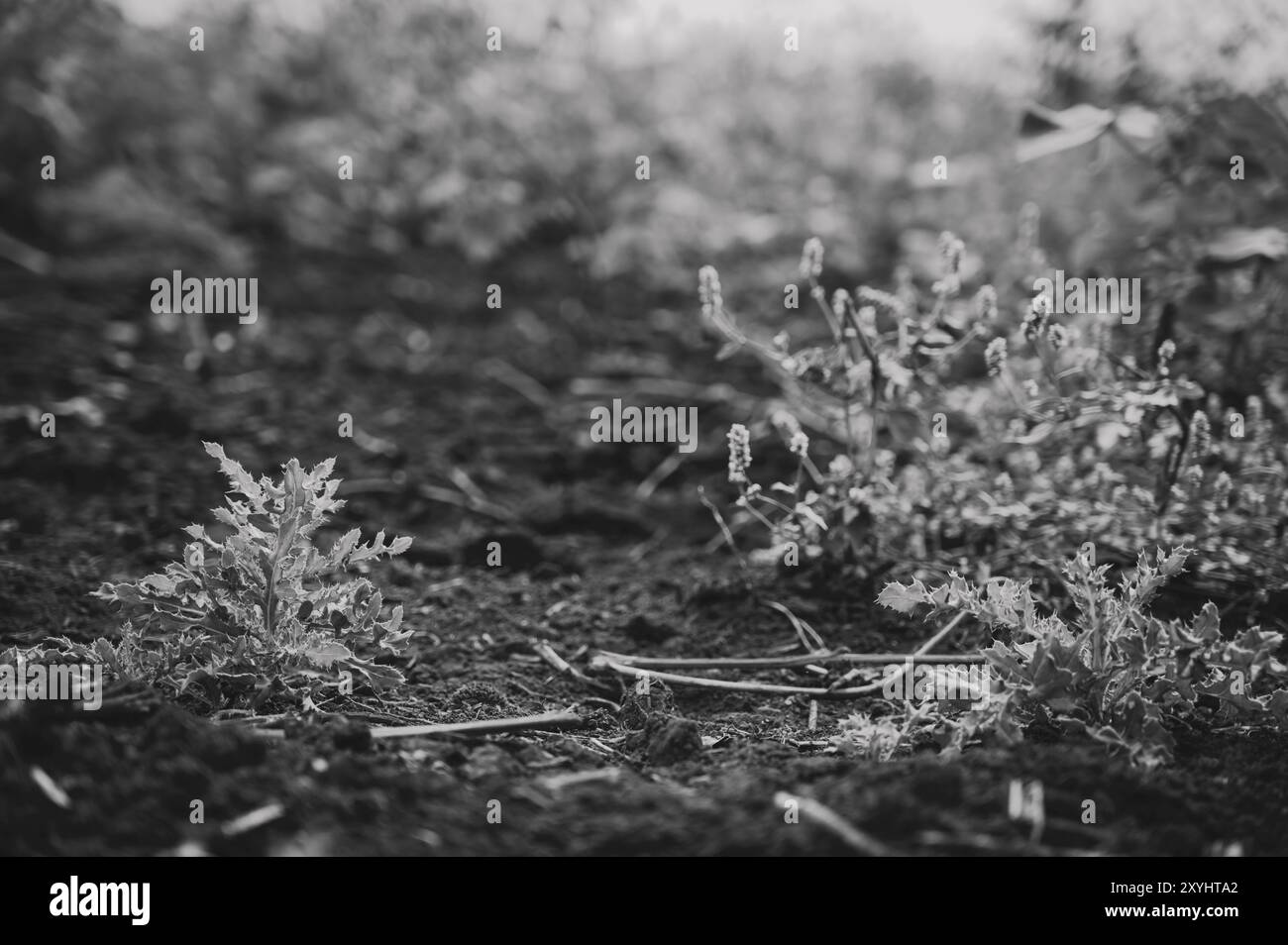 Musk resistance hi-res stock photography and images - Alamy