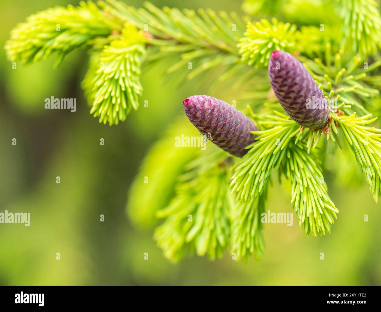 A young female cone of ordinary spruce, it is pink and its scales ...