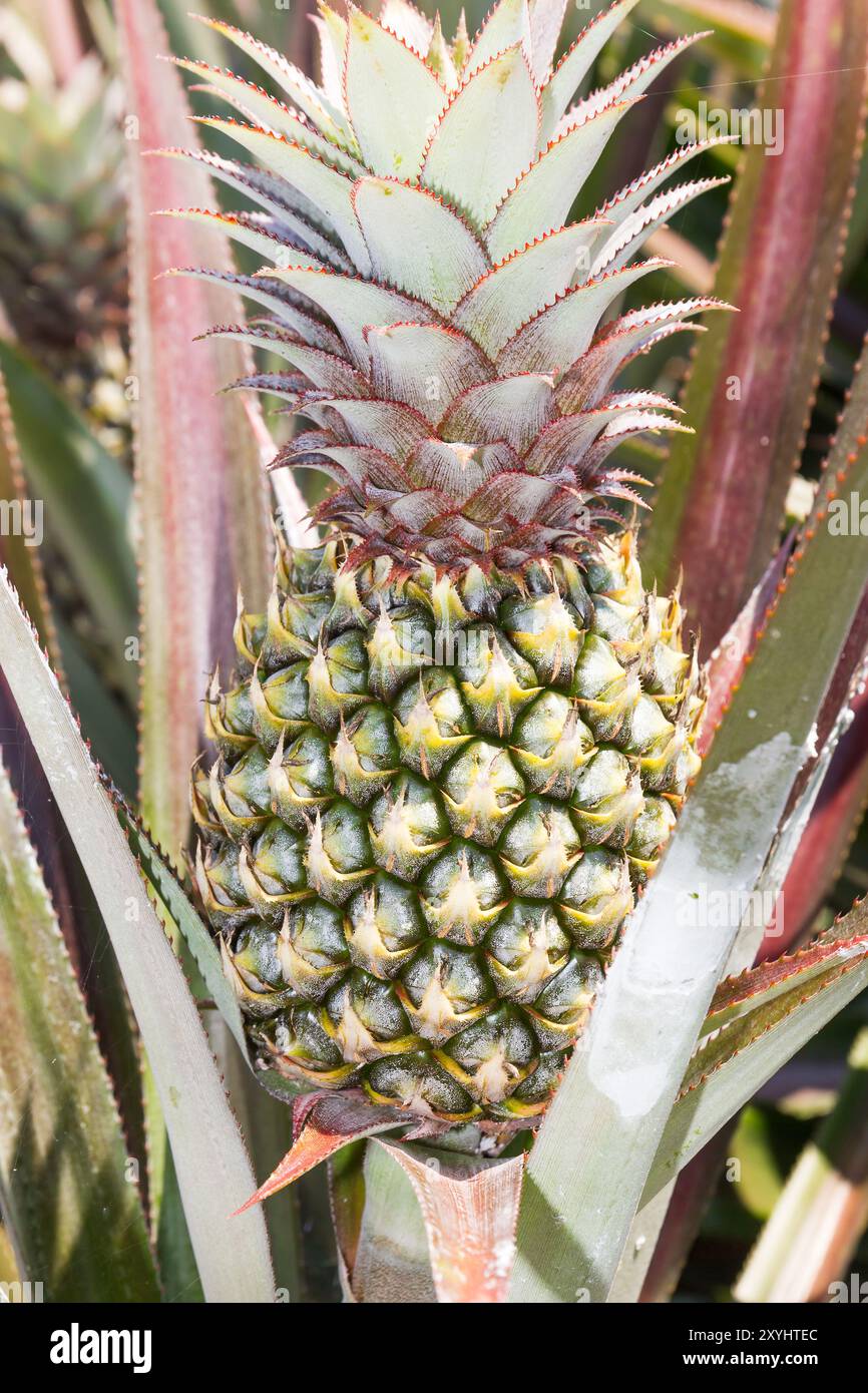 Young pineapple tree in plant close up Stock Photo - Alamy