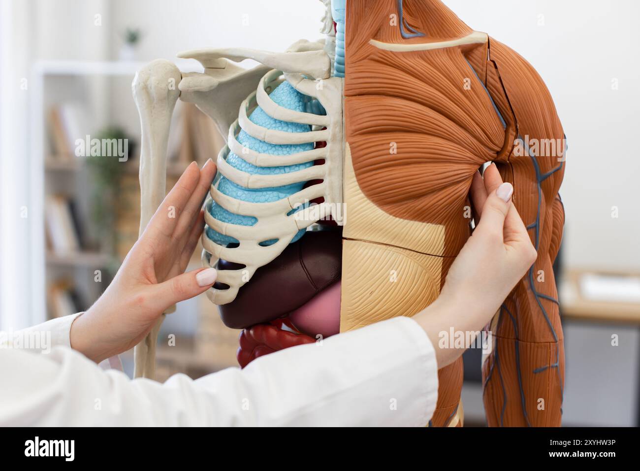 Medical professional examining anatomical model in clinic Stock Photo ...