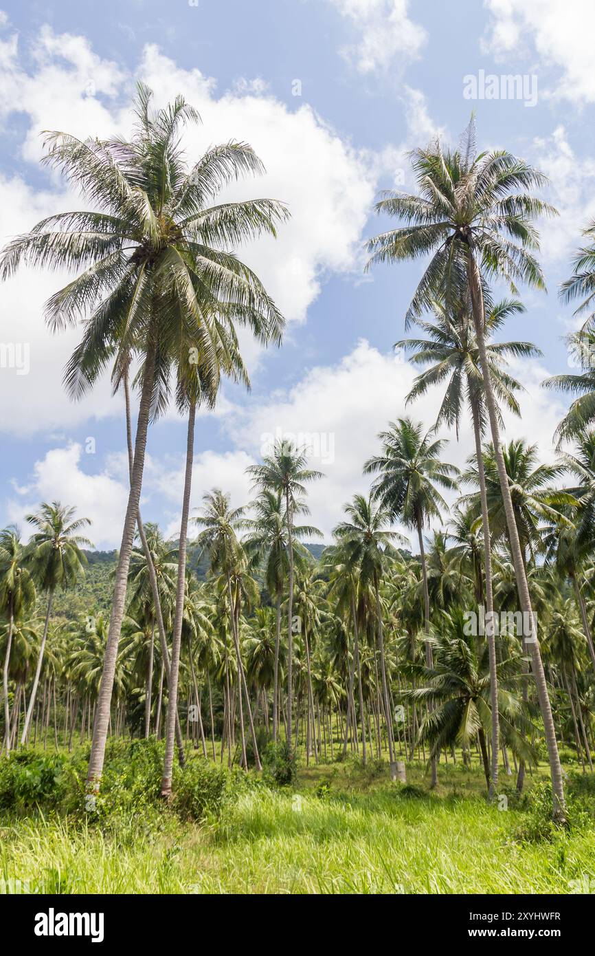 Coconut plantation on the Samui Island in Thailand Stock Photo - Alamy