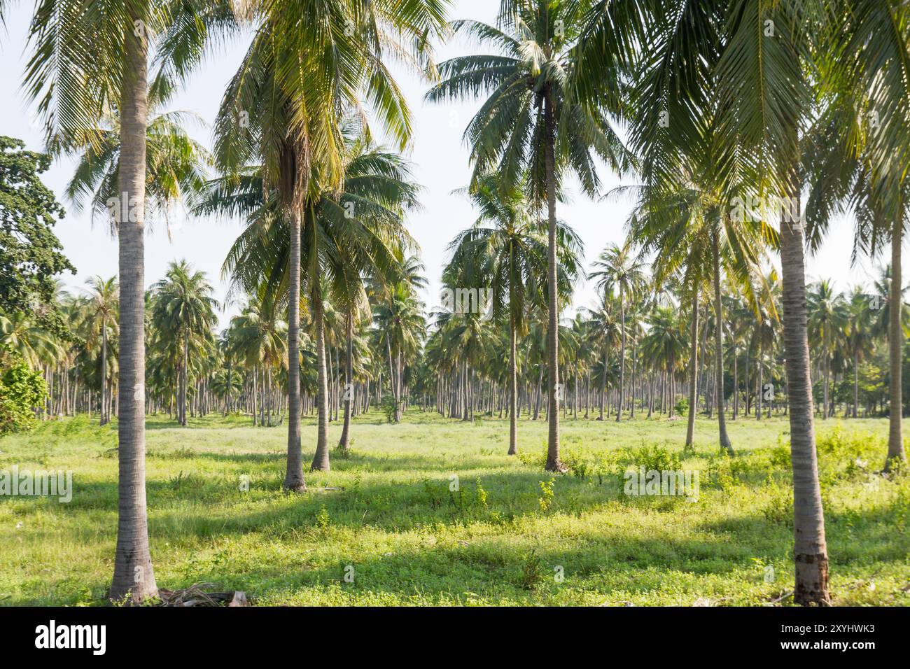 Coconut plantation on the Samui Island in Thailand Stock Photo - Alamy