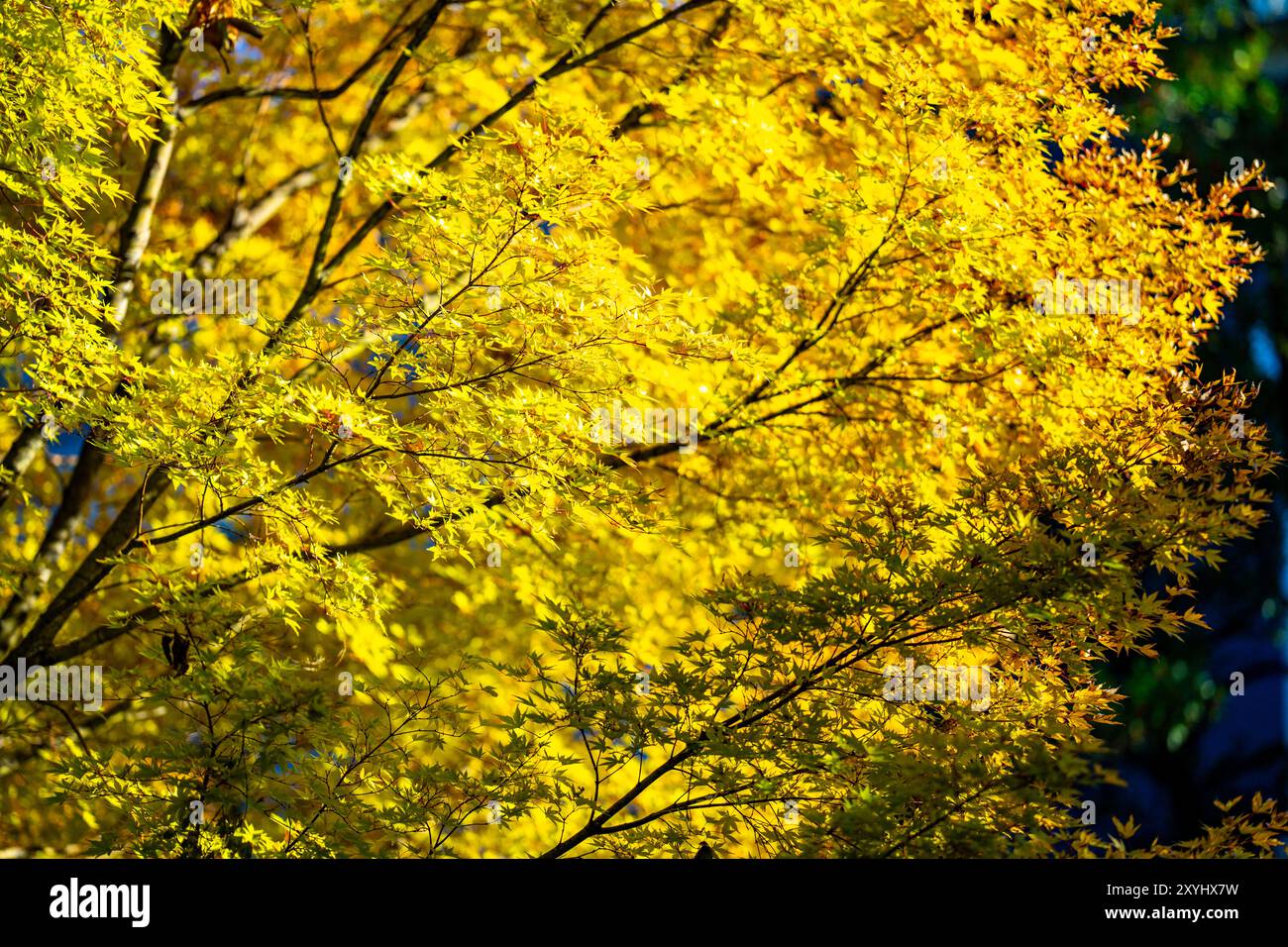 Autumn leaves of maple trees. Autumn fall leaves in sunlight. Natural ...