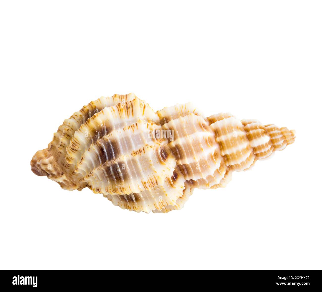 Seafood included hi-res stock photography and images - Alamy