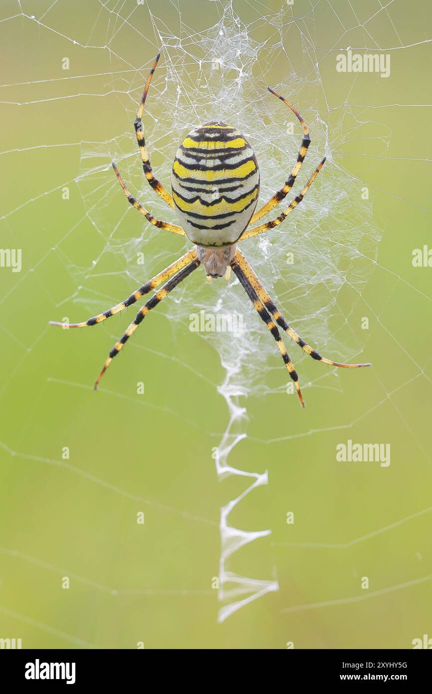 Wasp spider (Argiope bruennichi), also known as zebra spider or tiger ...