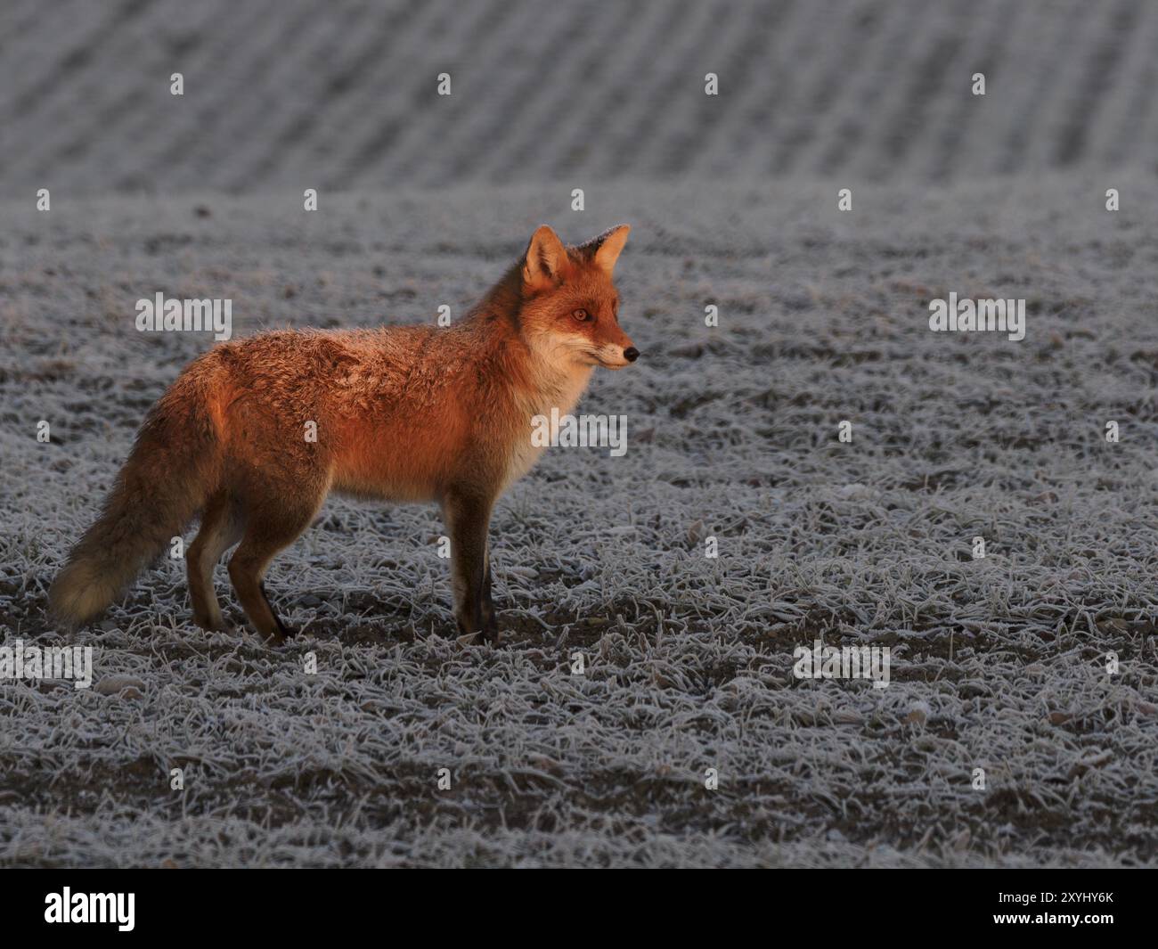 Red fox stands hi-res stock photography and images - Alamy