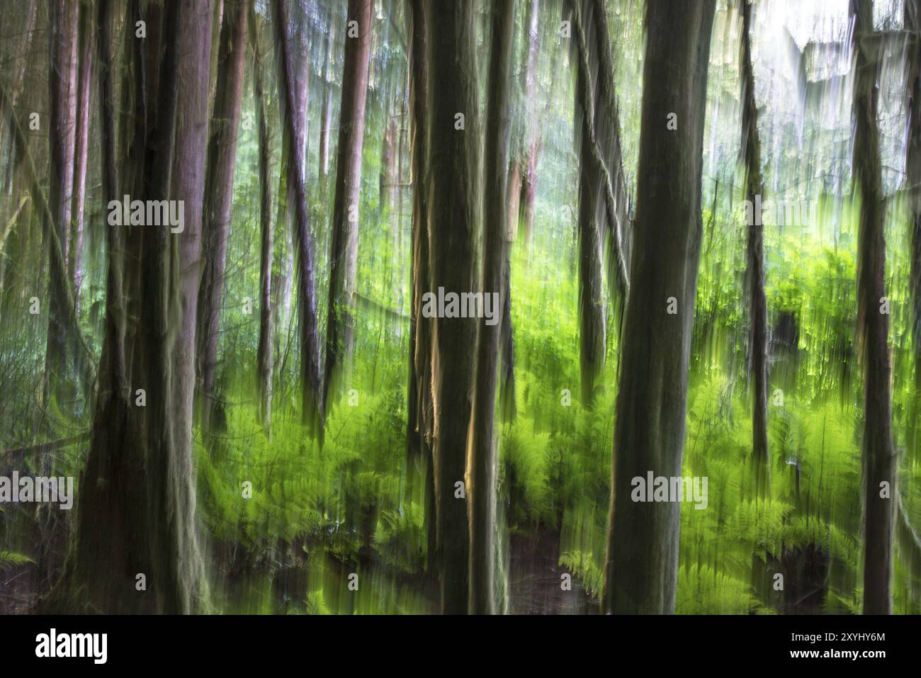 Moving long exposure of the temperate rainforest on Vancouver Island ...