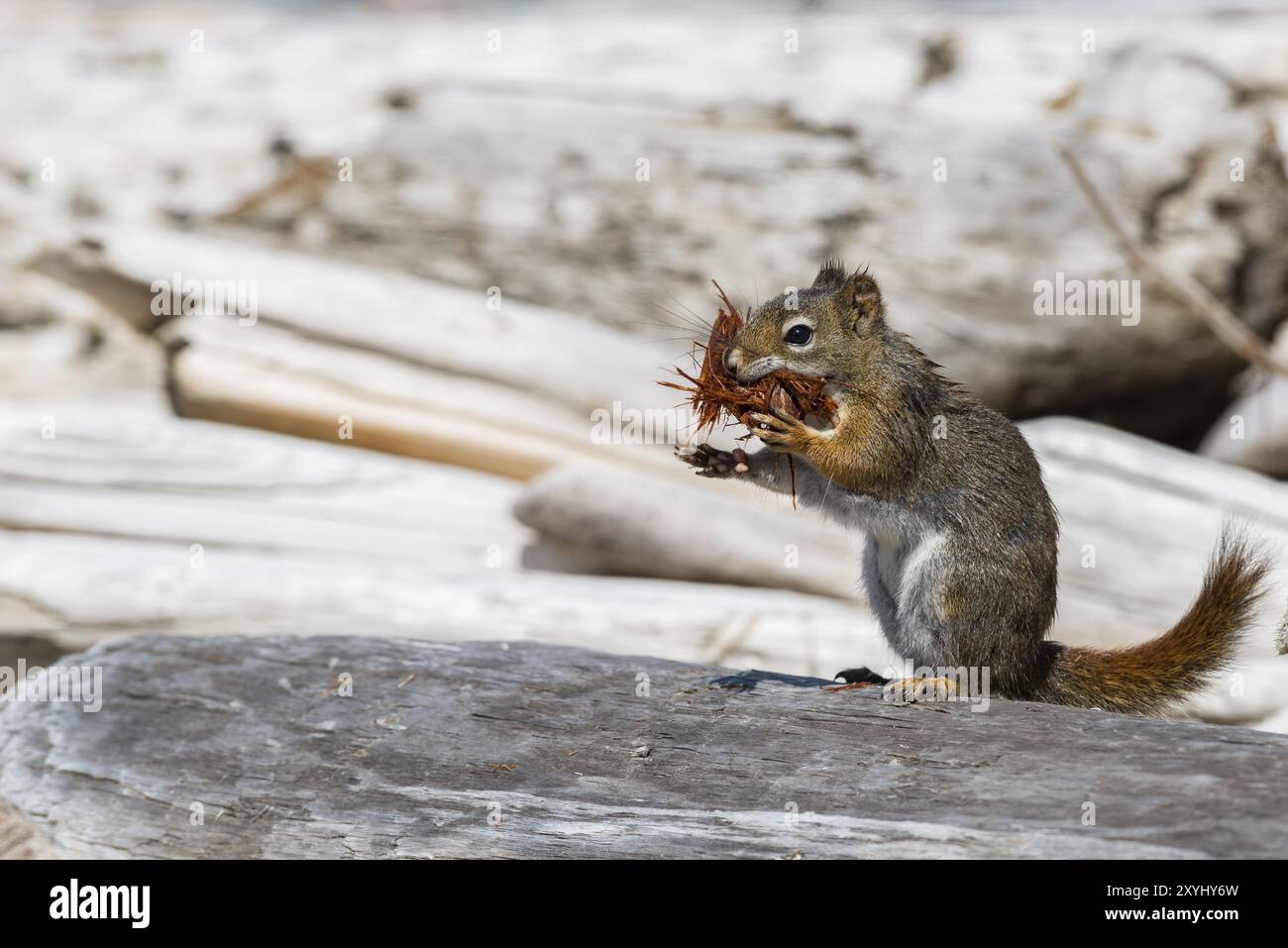 A grey squirrel has nesting material in its mouth Stock Photo - Alamy
