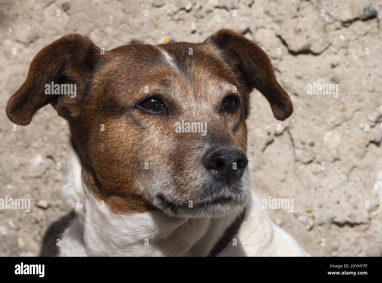 Jack Russell Terrier portrait Stock Photo - Alamy
