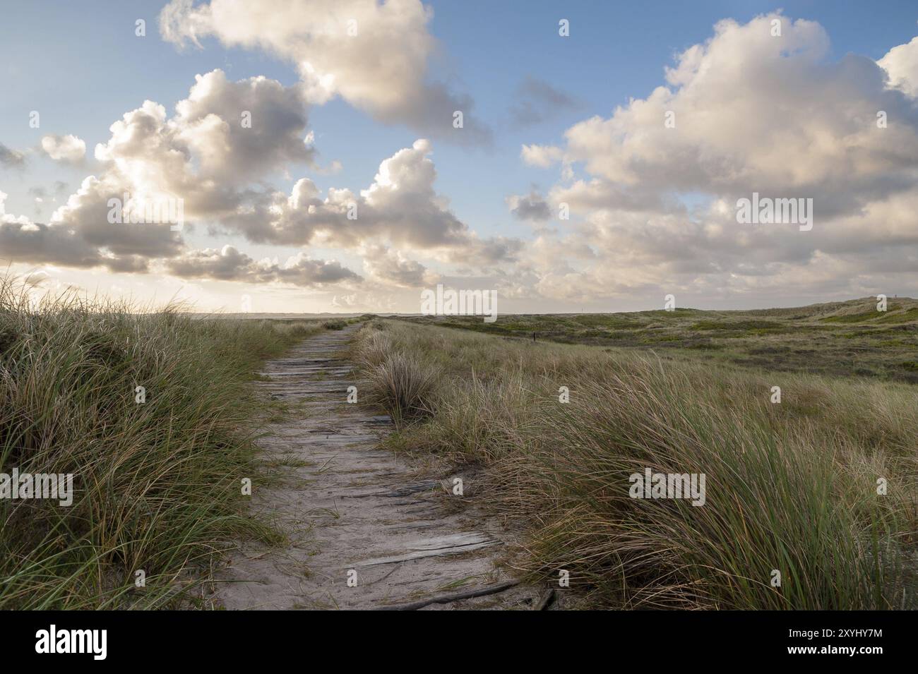 Coastal path through the dune area in Thy National Park in Denmark ...