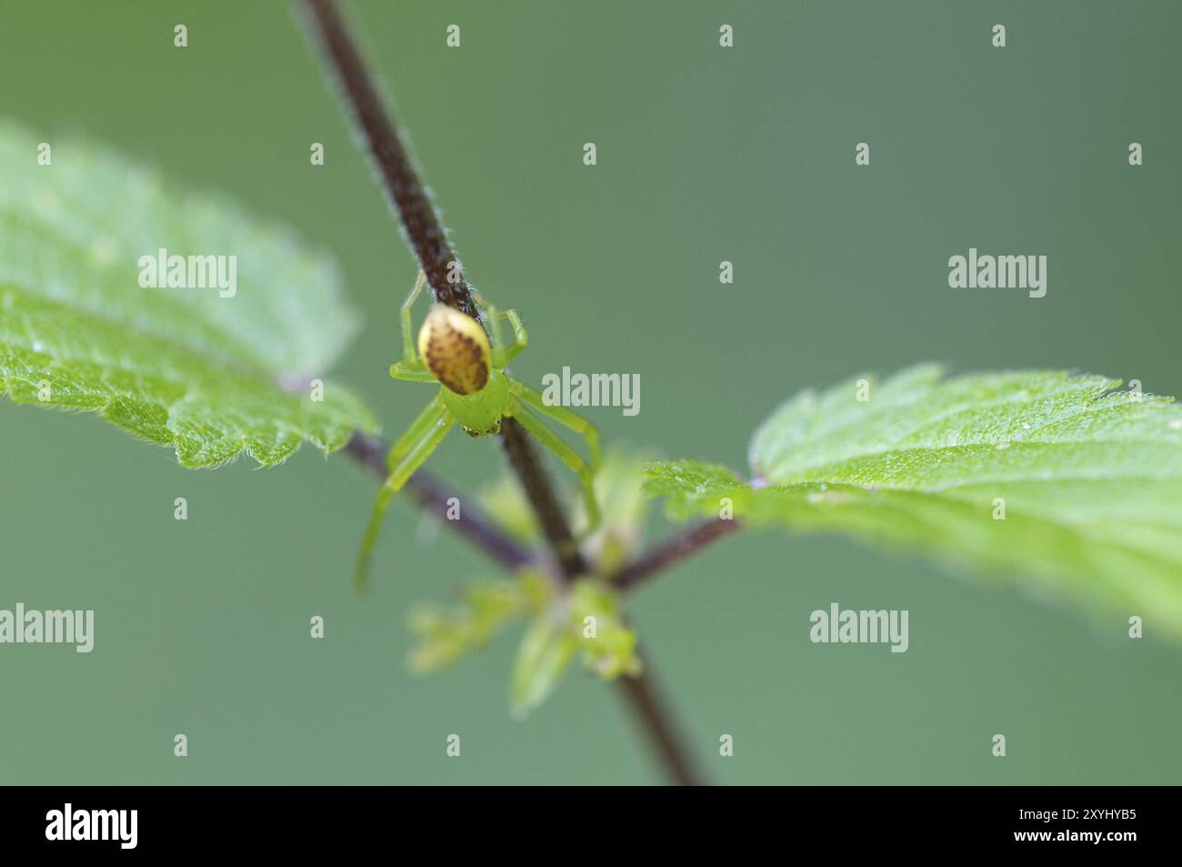 A Diaea dorsata spider sits on the stem of a stinging nettle Stock ...