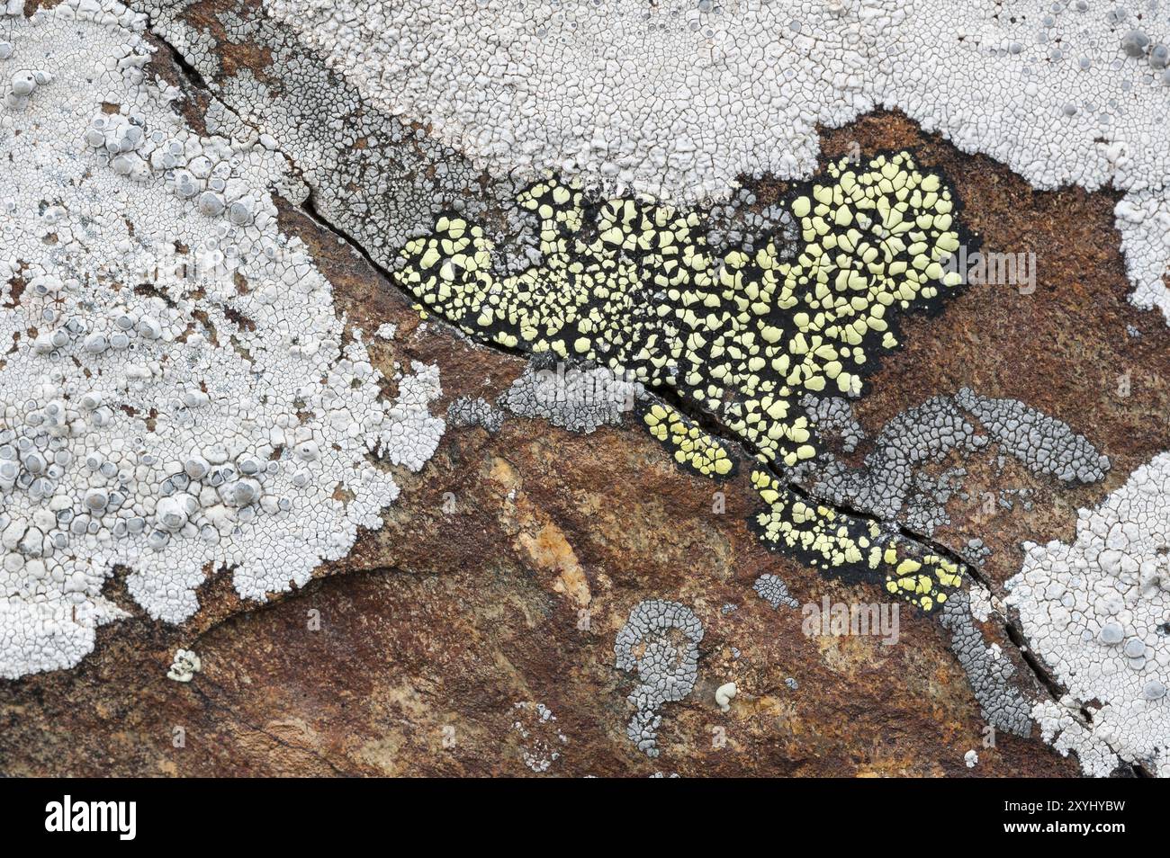 Yellow map lichen and crustose lichen on a rock Stock Photo - Alamy