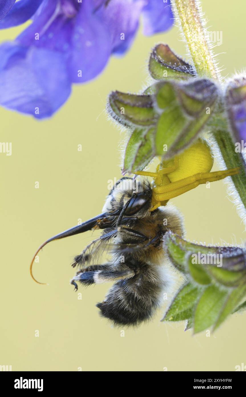 A Goldenrod crab spider has captured a four-spotted fur bee Stock Photo ...