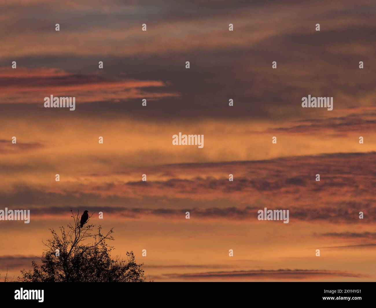 Buzzards light hi-res stock photography and images - Alamy