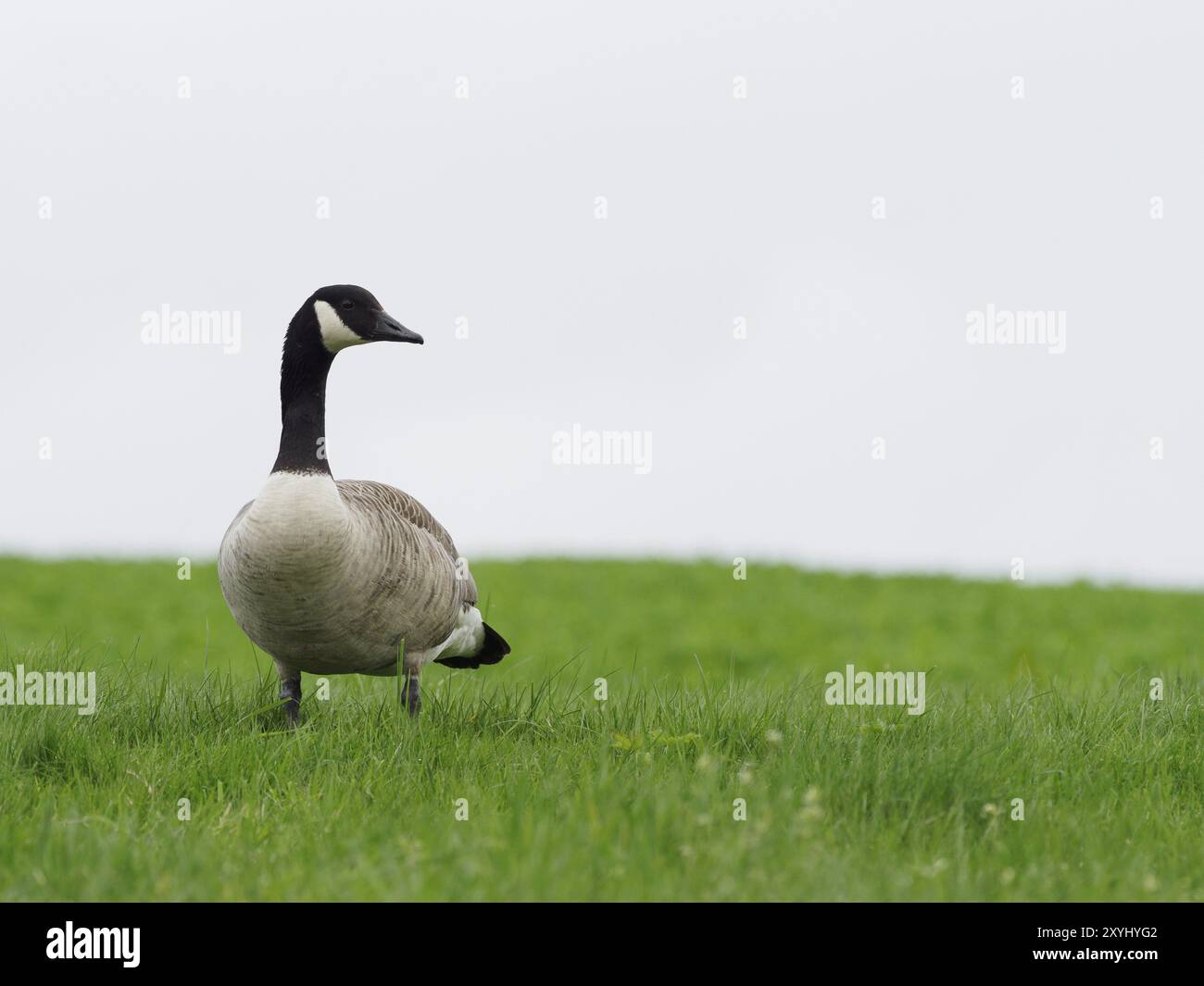 Canada goose canadensis standing field hi-res stock photography and ...