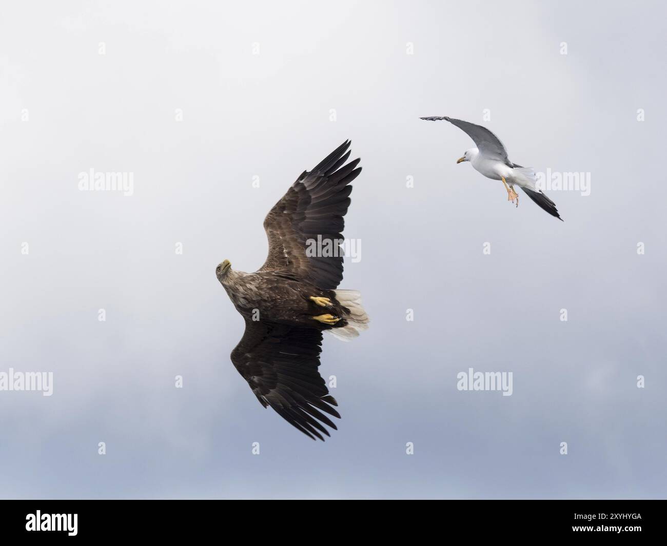 Attacks eagle hi-res stock photography and images - Alamy