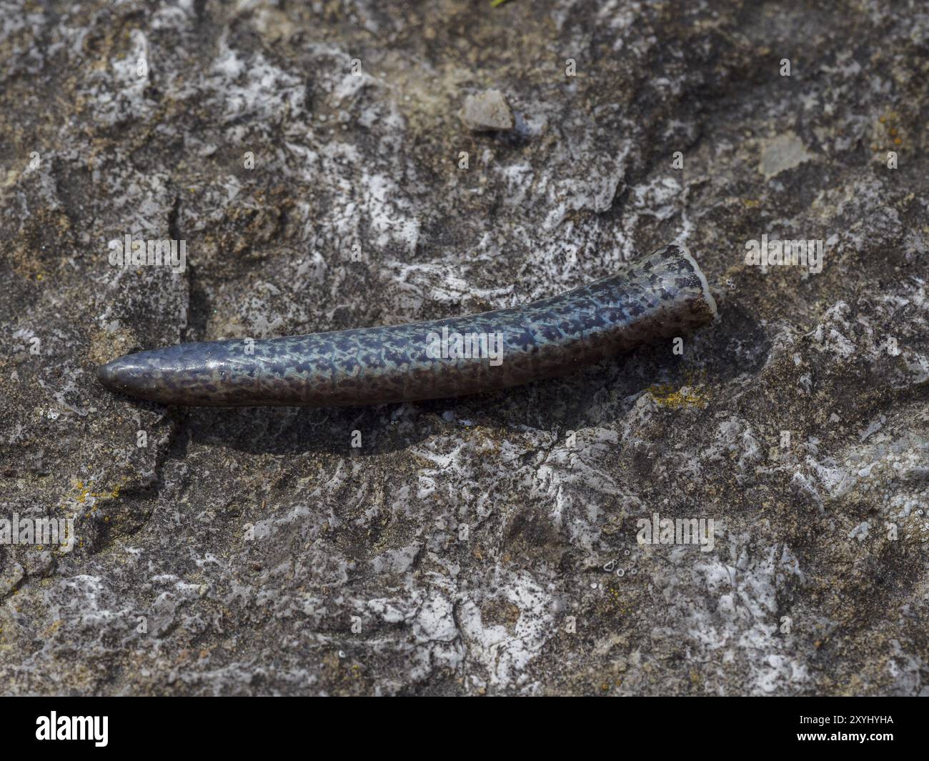 Tip of tail hi-res stock photography and images - Alamy