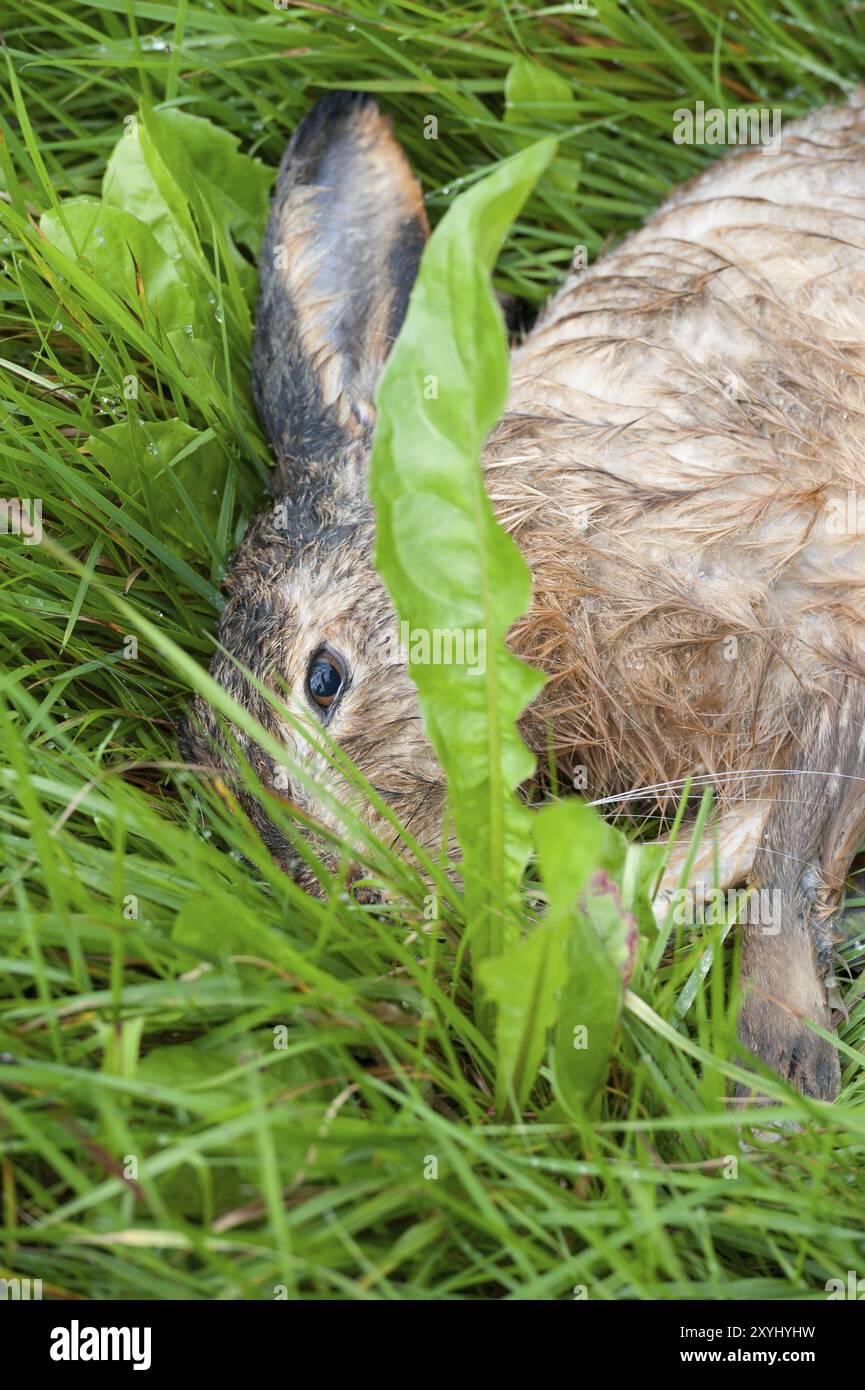 Dead hare lying hi-res stock photography and images - Alamy