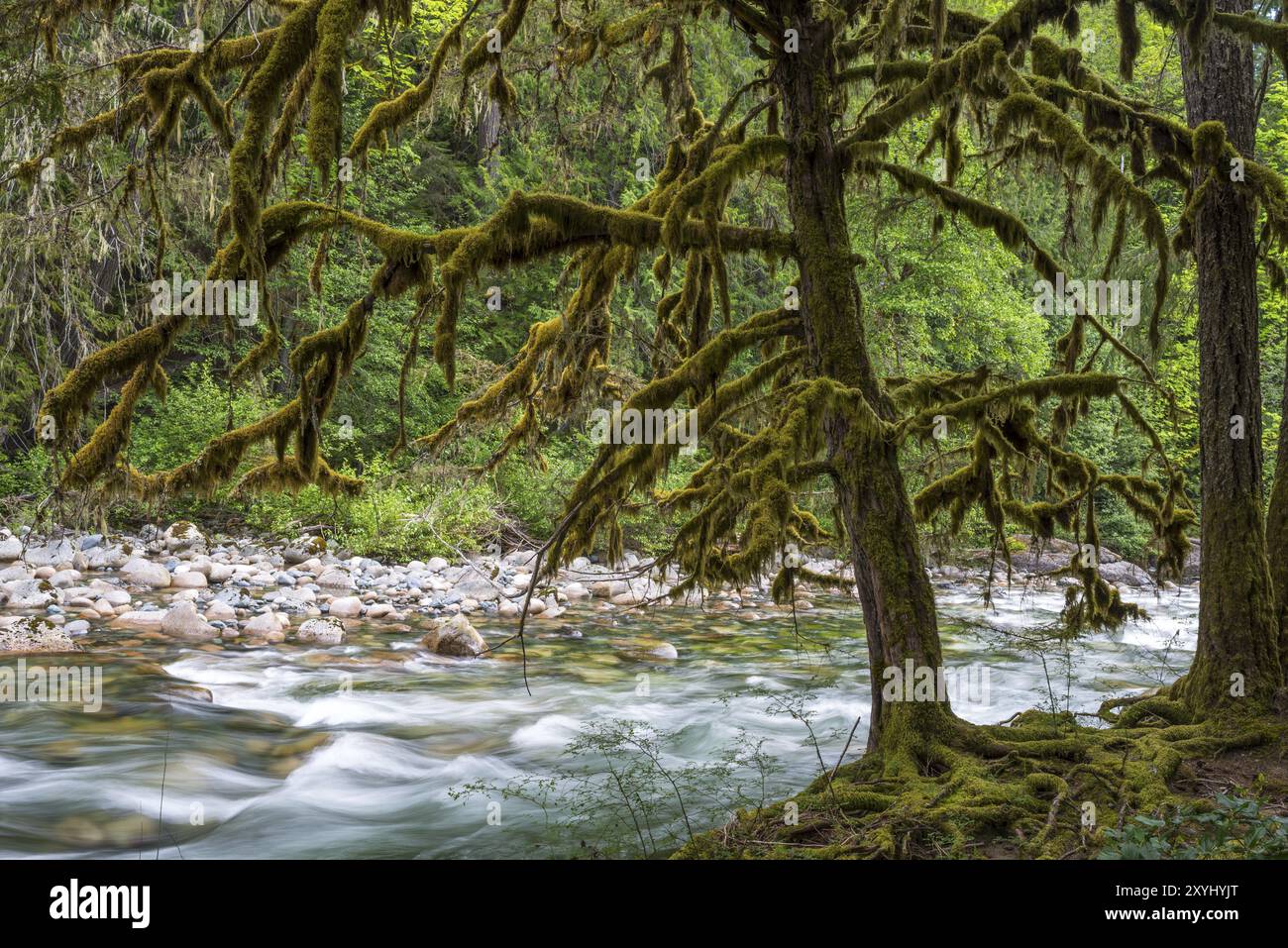 Temperate rainforest on the Englishman River on Vancouver Island in ...