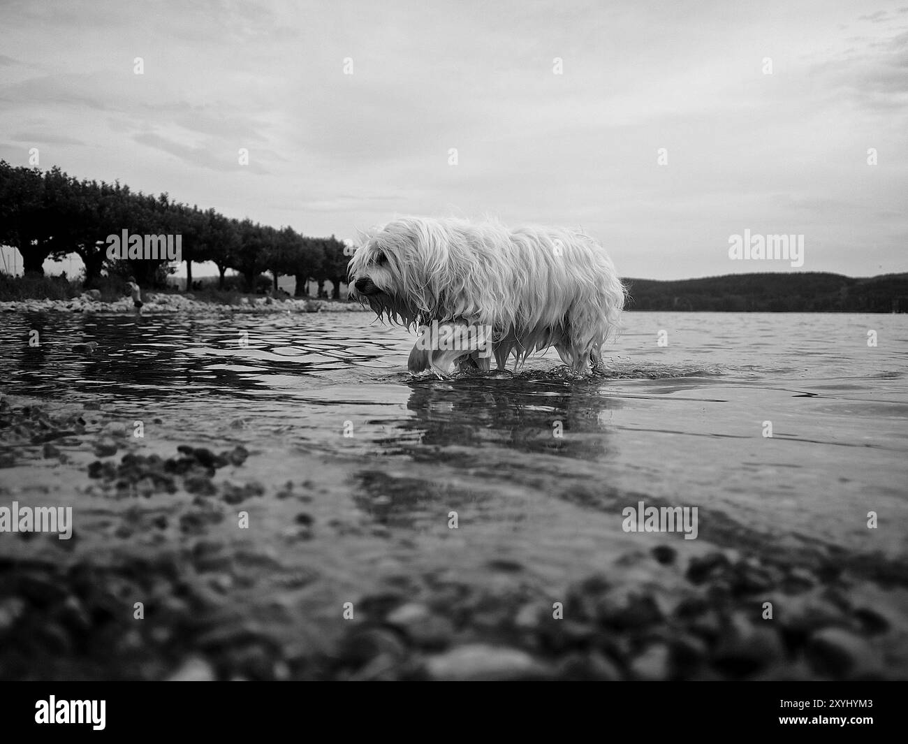 Taking out animal from Black and White Stock Photos & Images - Alamy