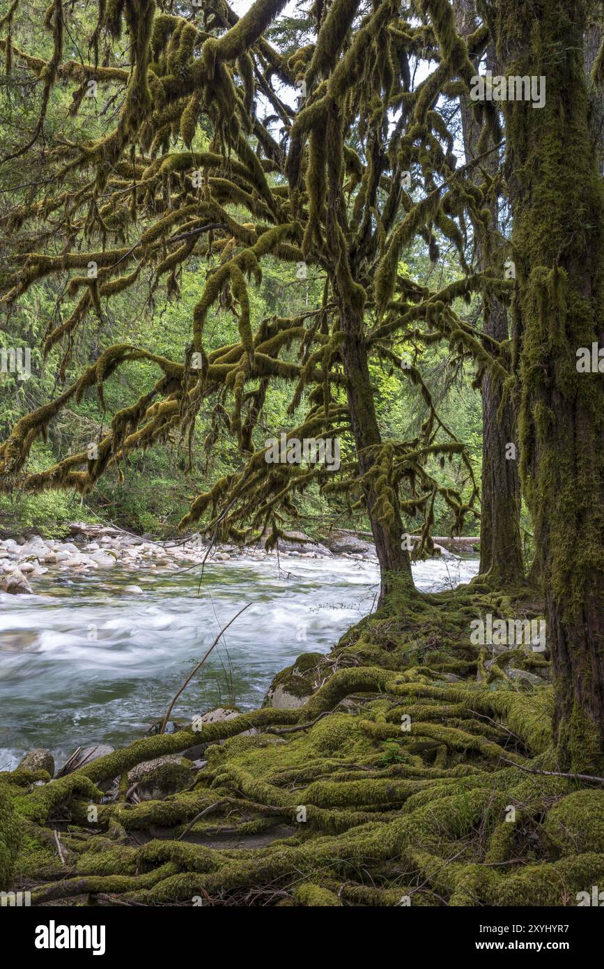 Temperate rainforest on the Englishman River on Vancouver Island ...