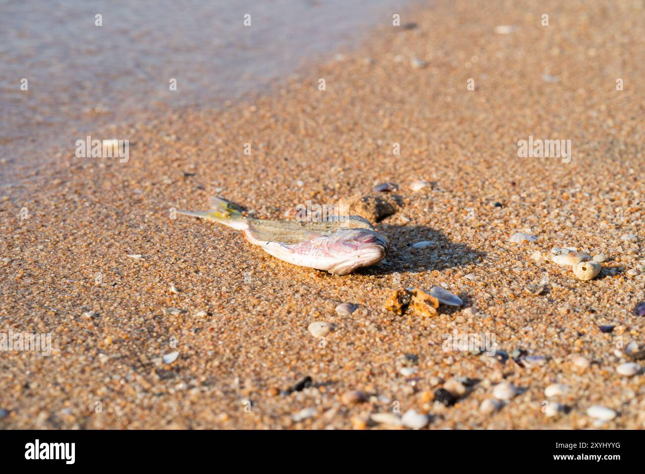 Dead fish shore beach hi-res stock photography and images - Alamy