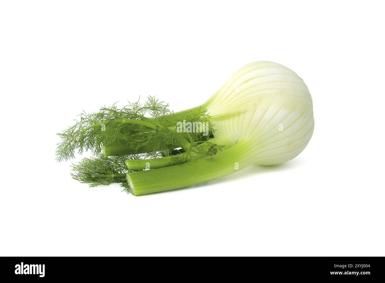 Whole fennel bulb predominantly light yellow, with contrasting shades ...
