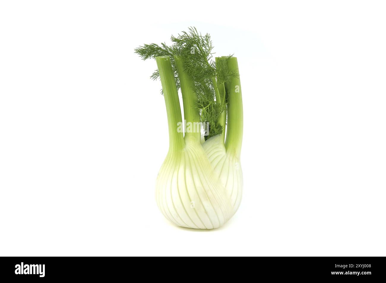 Whole fennel bulb predominantly light yellow, with contrasting shades ...