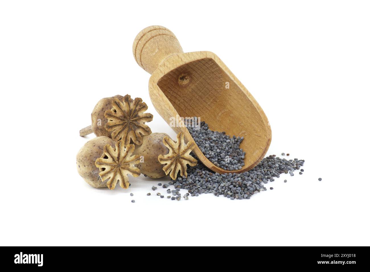 Poppy seed pods hi-res stock photography and images - Alamy