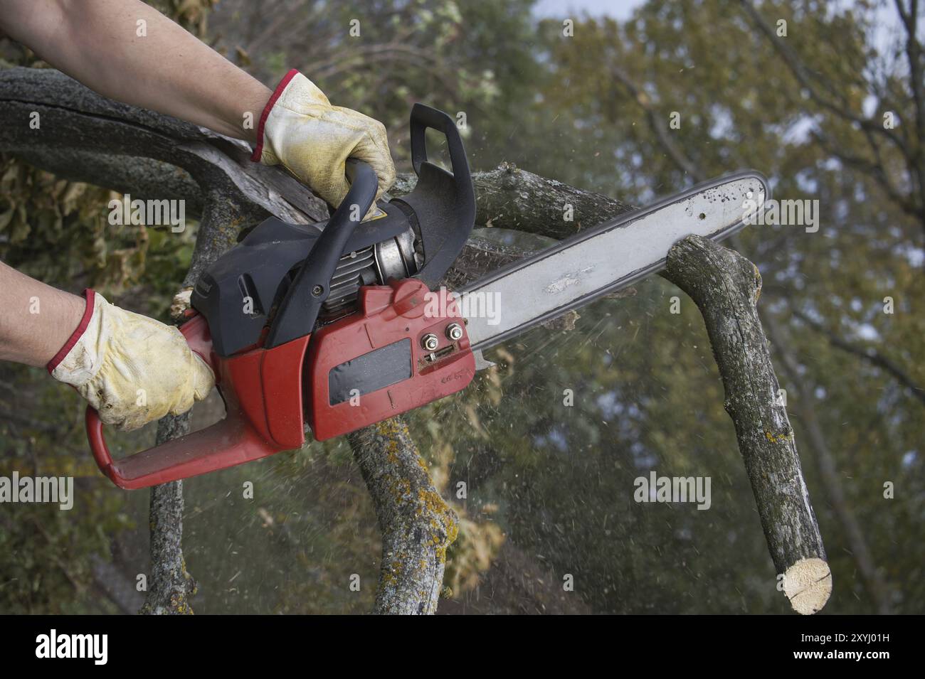 In an outdoor environment the person uses a chainsaw to cut through ...