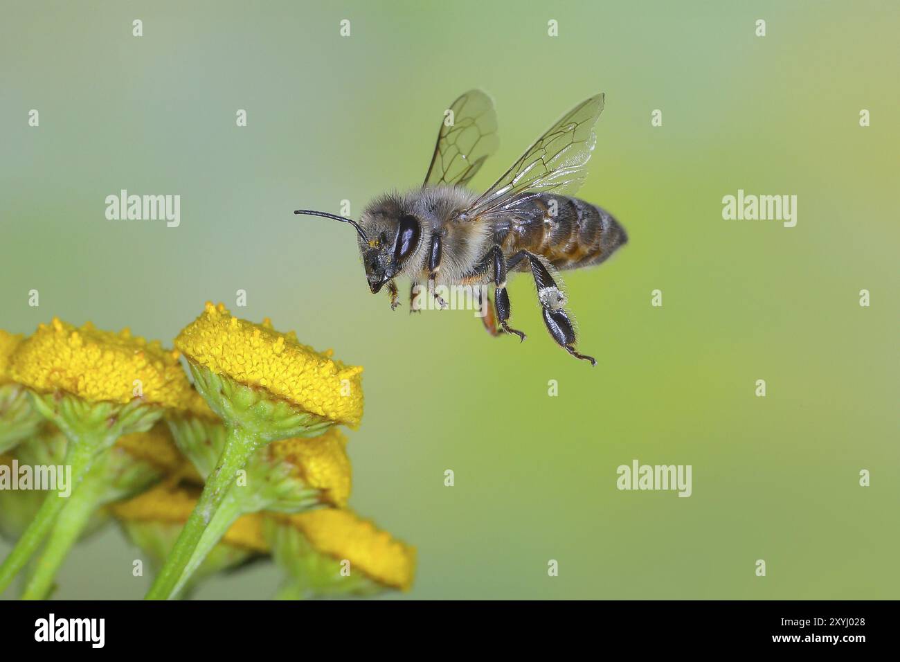 European honey bee (Apis mellifera) bee in flight, over flowers of ...