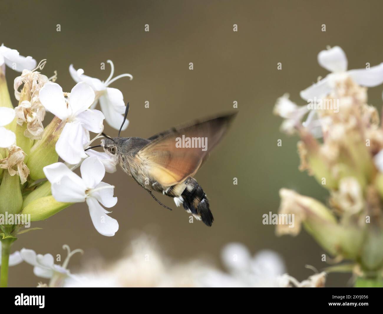A dove tail drinks nectar from a flower Stock Photo - Alamy