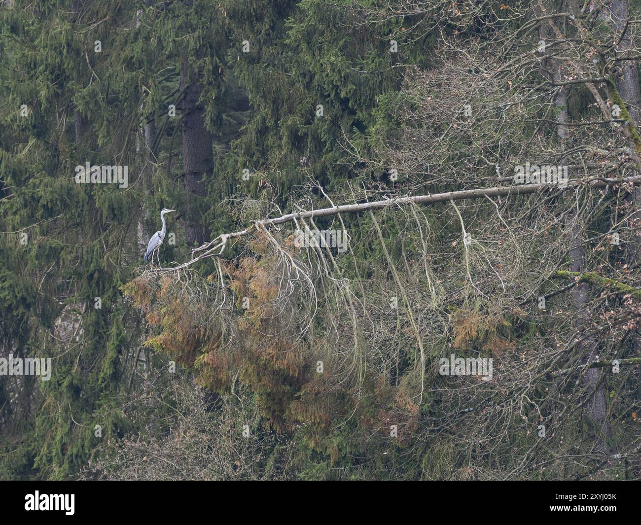 Herons sitting in tree hi-res stock photography and images - Alamy