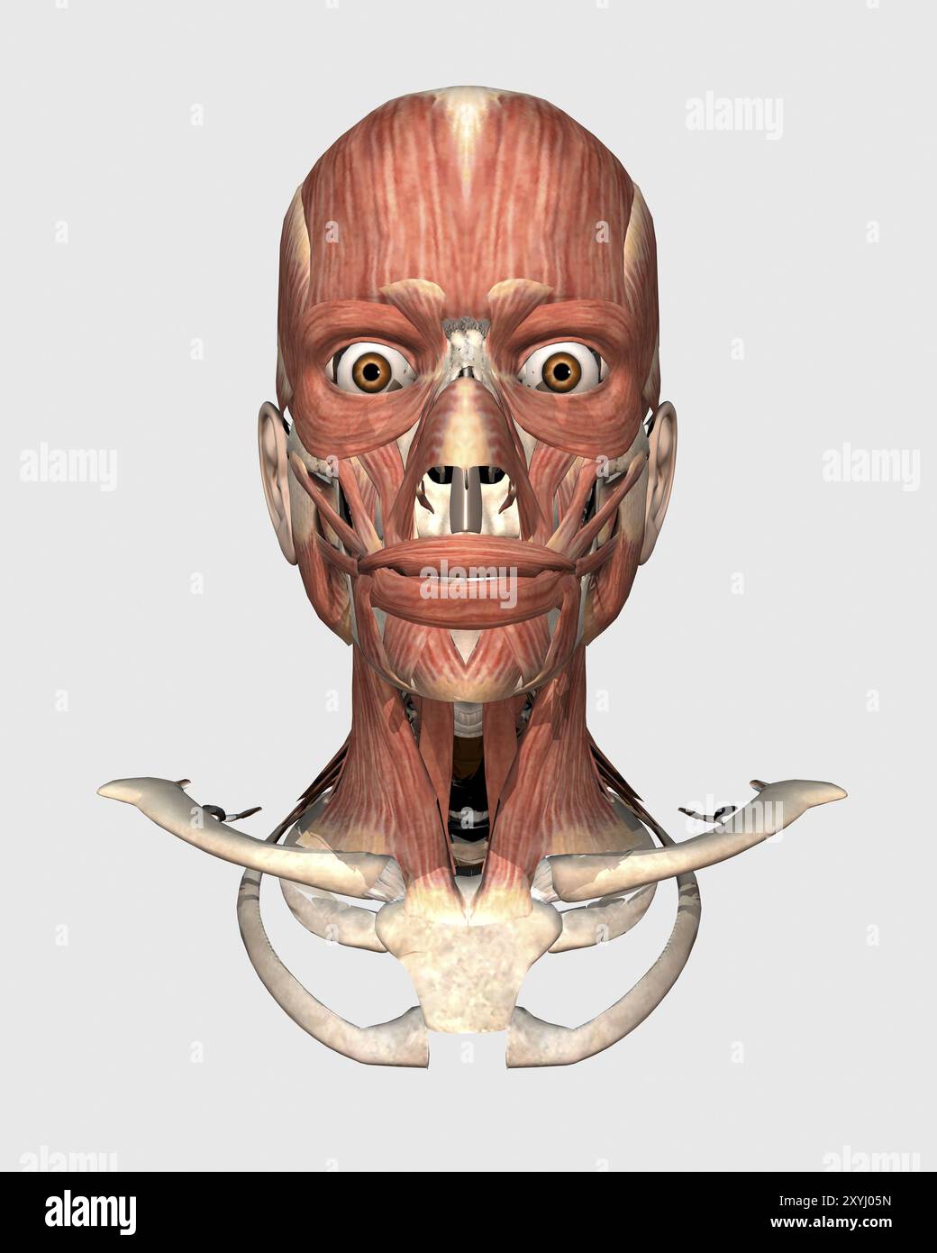 Human body diagram coloured hi-res stock photography and images - Alamy