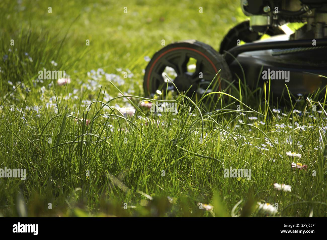 Seasons and yard maintenance concept with lawn mower and dainty white ...