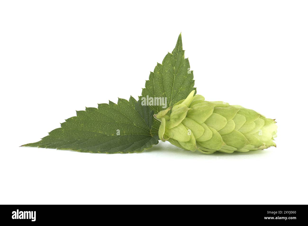 Fresh green hops cones in close up isolated on white background, full ...