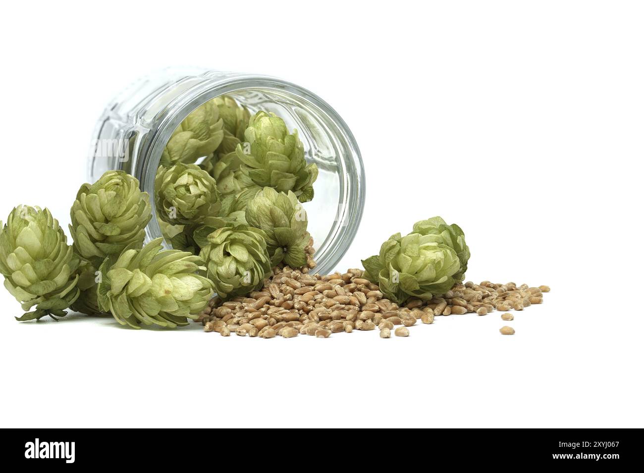 Hops cones and wheat grain seeds in a glass beer mug isolated on white ...