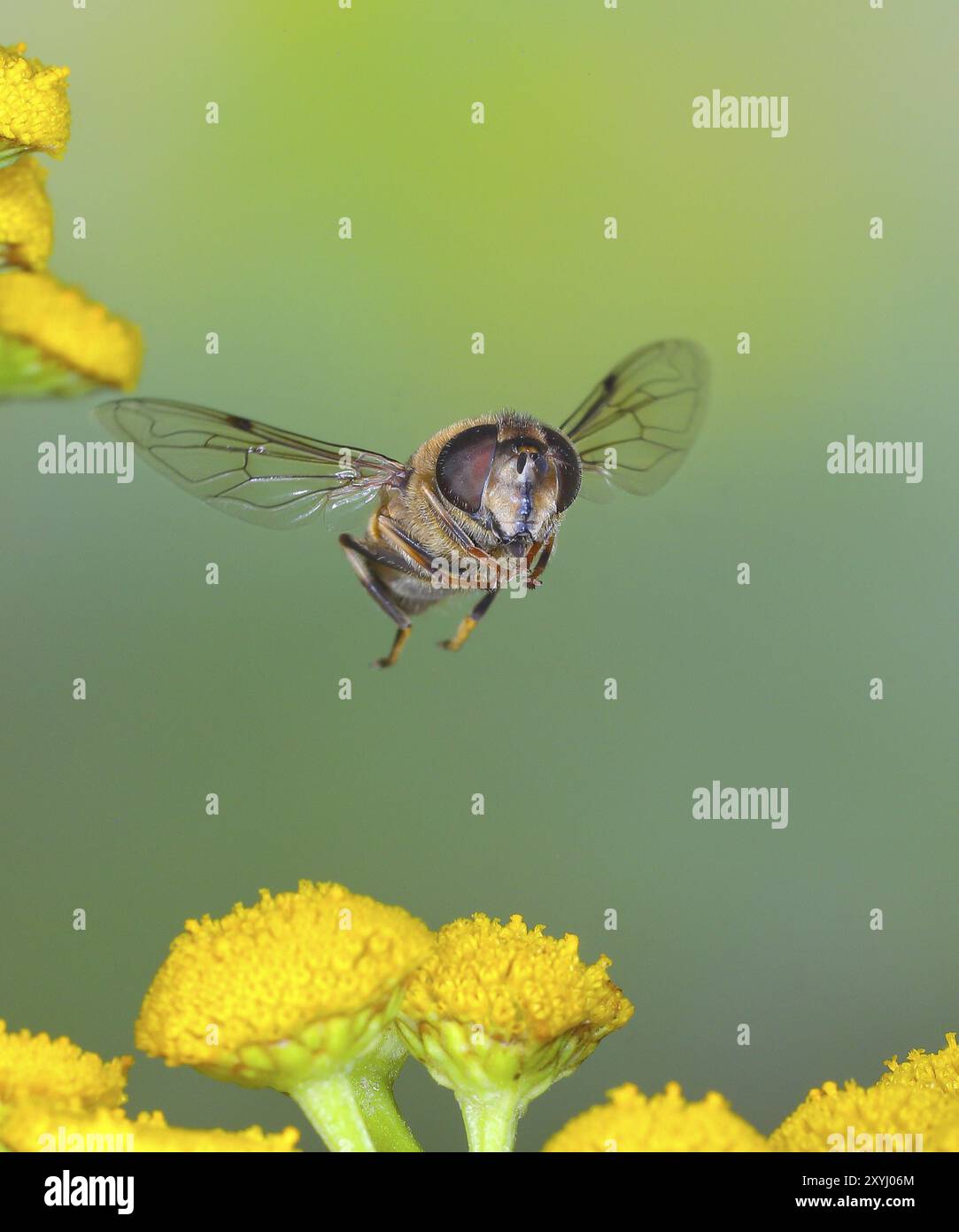 Dung bee or dronefly (Eristalis tenax), in flight, over flowers of ...