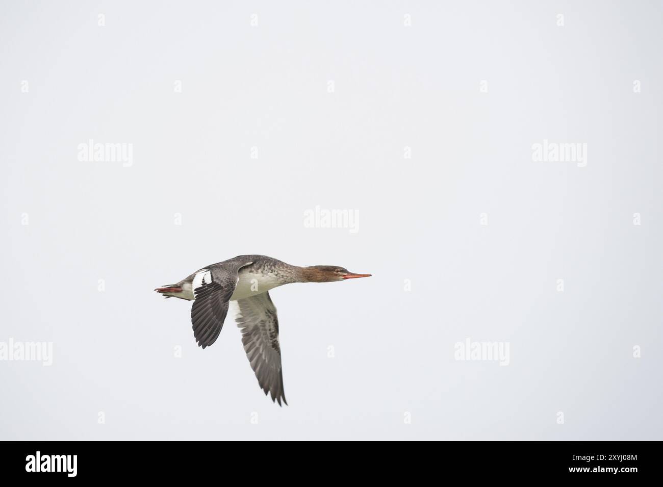 Female merganser in flight hi-res stock photography and images - Alamy