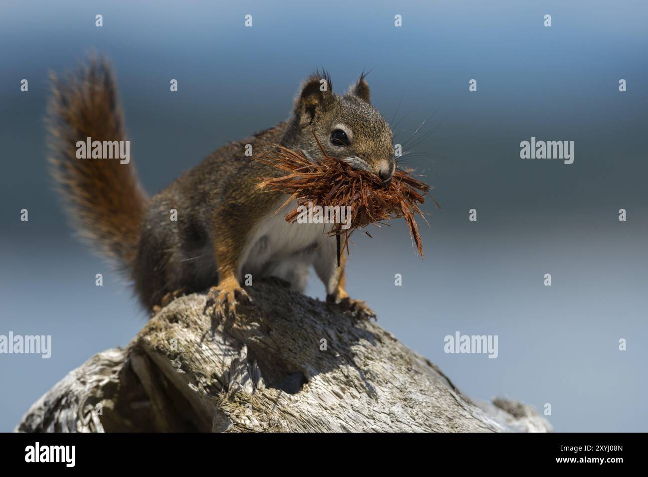 A grey squirrel has nesting material in its mouth Stock Photo - Alamy