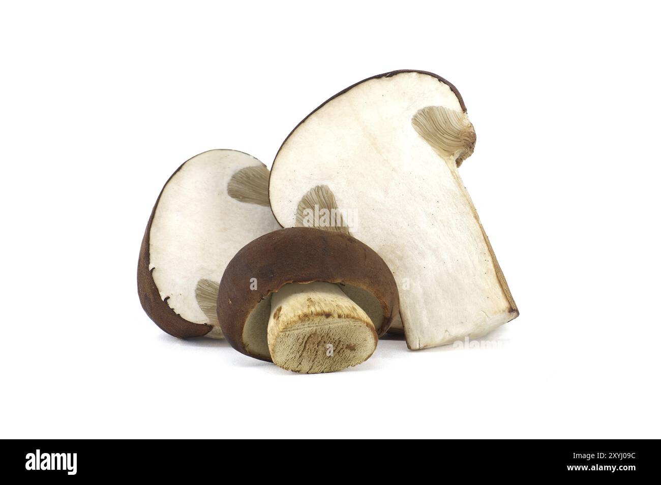 Pine bolete, Boletus pinophilus or pinewood king bolete isolated on ...