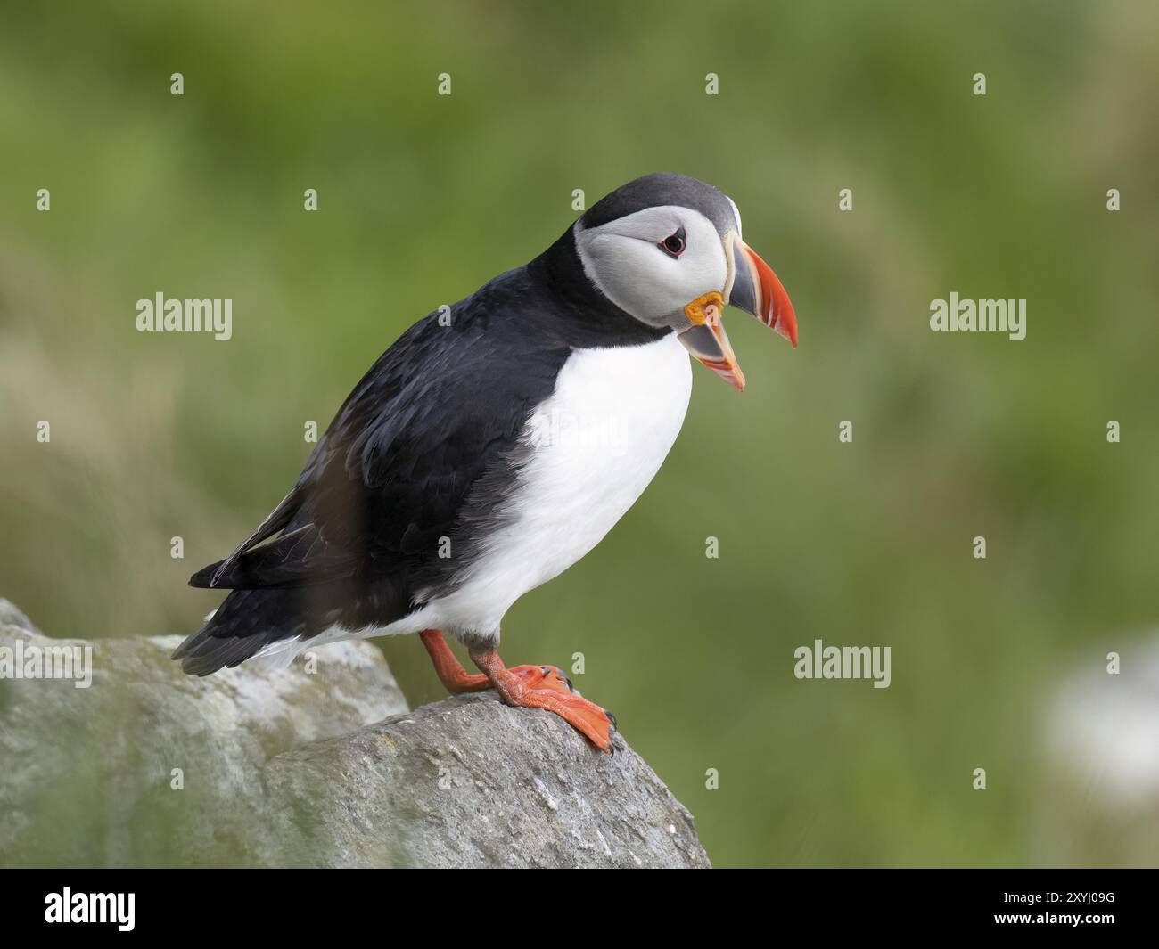 A puffin sits on a rock with its beak open Stock Photo - Alamy