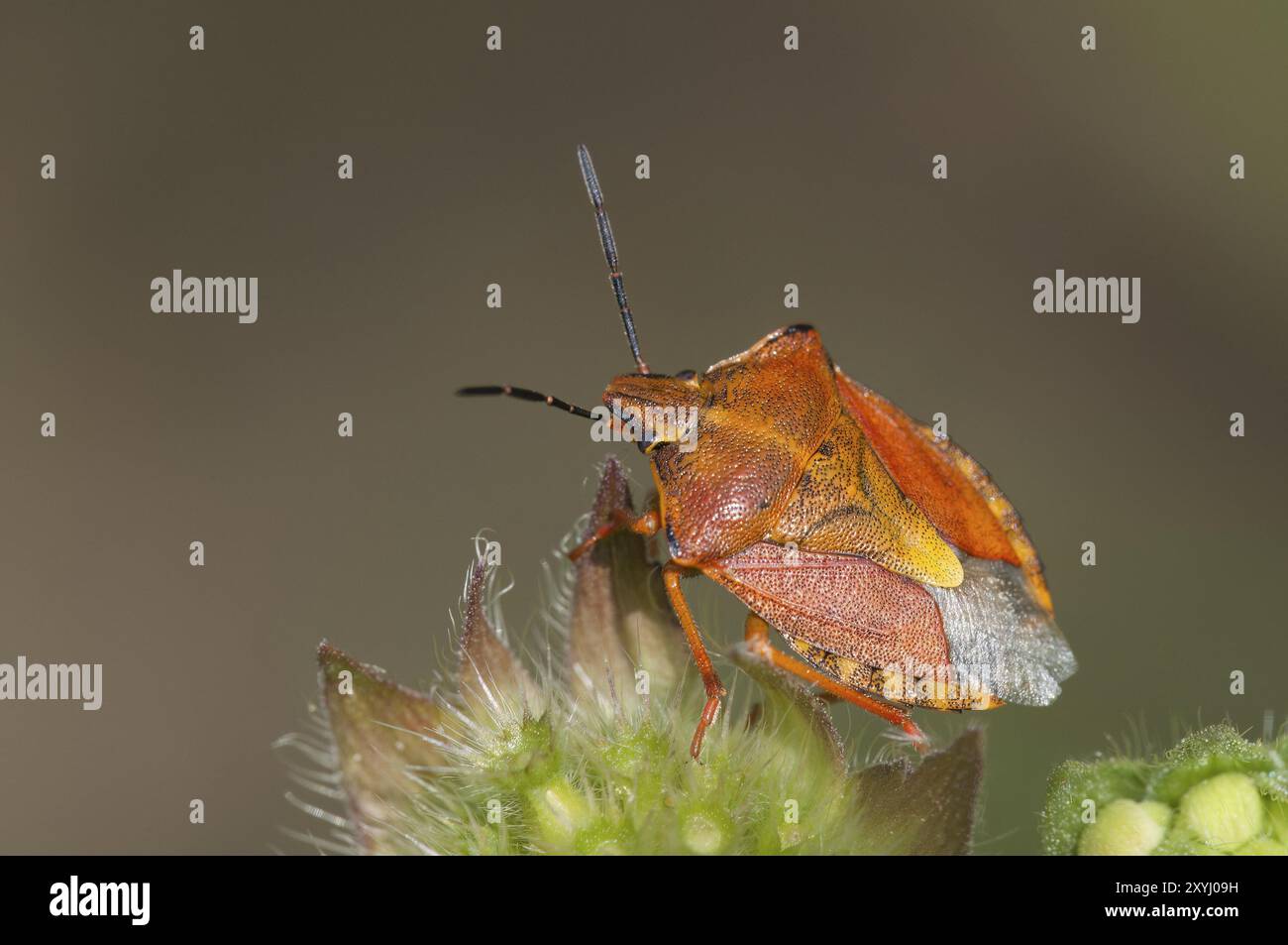 A Carpocoris fuscispinus sitting on a plant Stock Photo - Alamy