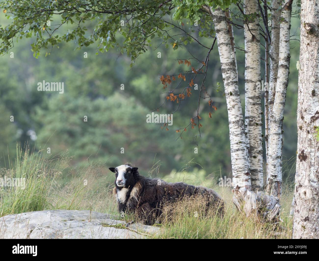 Sheep lying under tree hi-res stock photography and images - Alamy