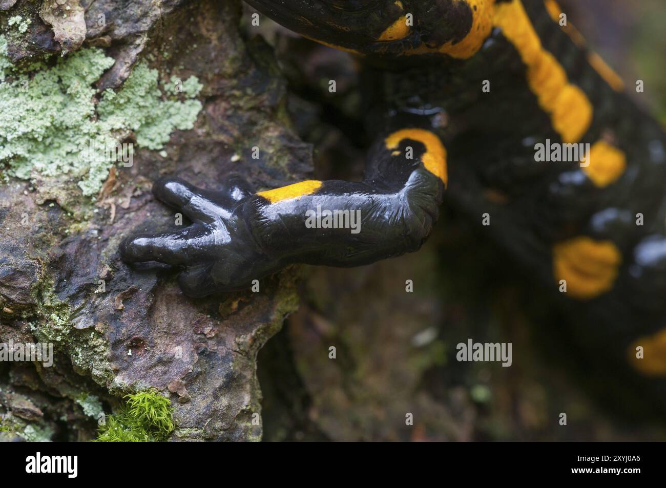 Leg of a fire salamander Stock Photo - Alamy